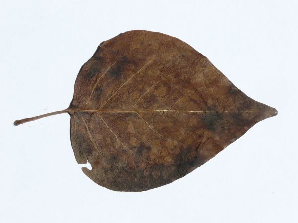 texture 0074 - Texturelib